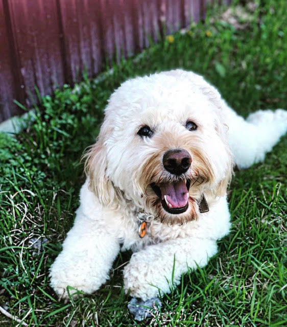 Better Chicago’s November Dog of the Month: Mr. Ruben Oliver