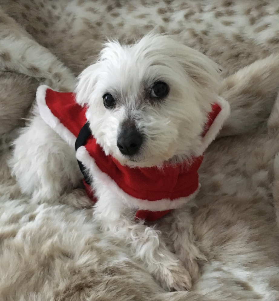 Better Chicago’s December Dog of the Month: Meli