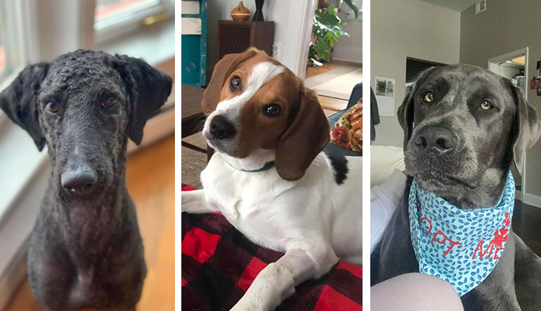 Better Chicago’s January Dogs of the Month: 5 Dogs Up for Adoption
