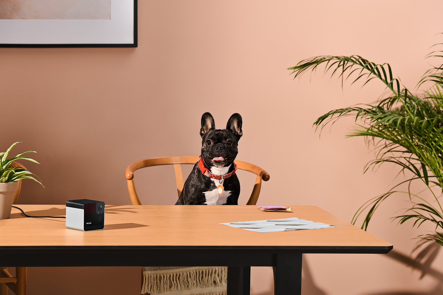 5 High-Tech Gifts That Show Your Pet Some Love - Better