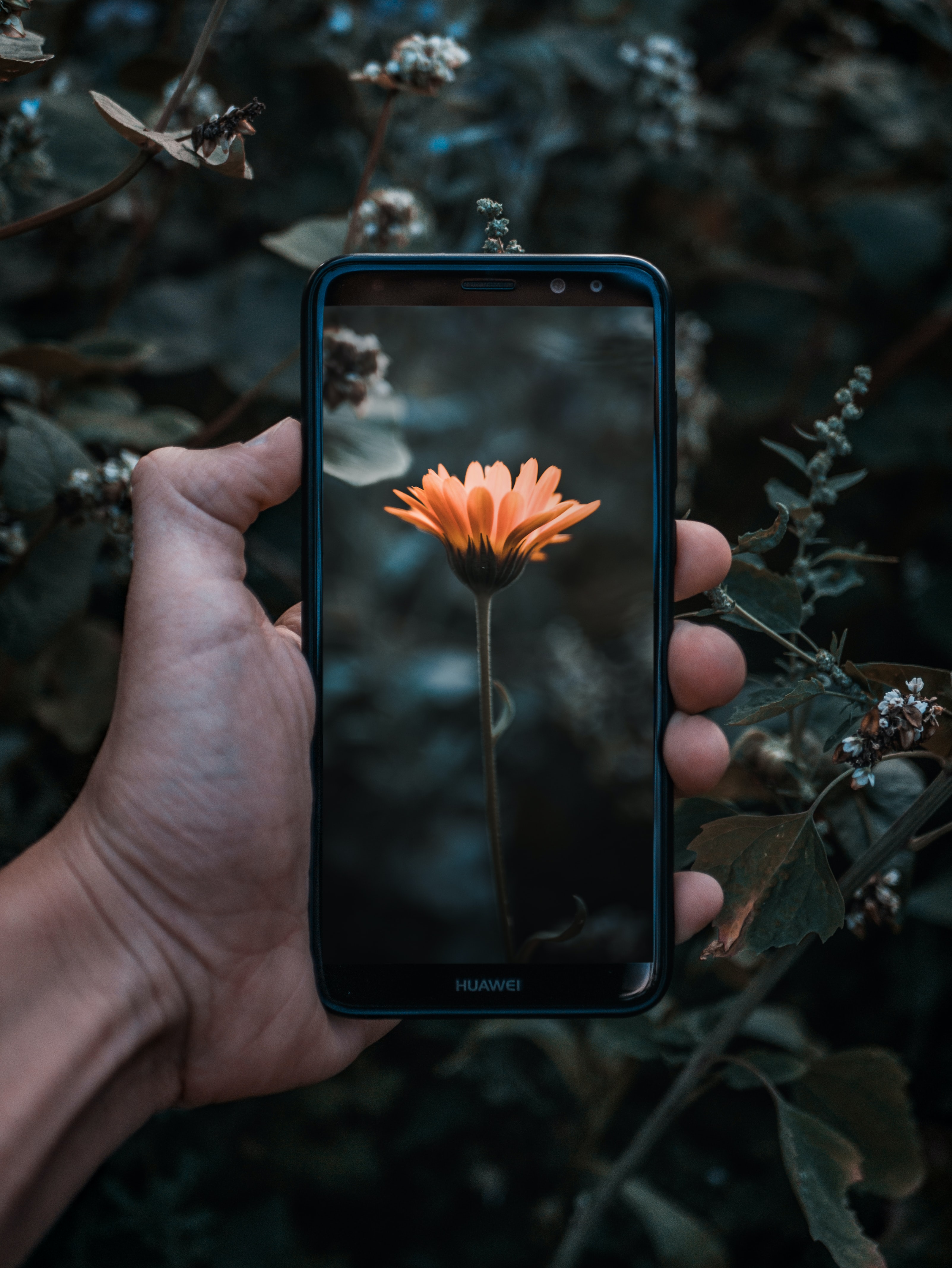 7 Top Apps To Identify Plants Better