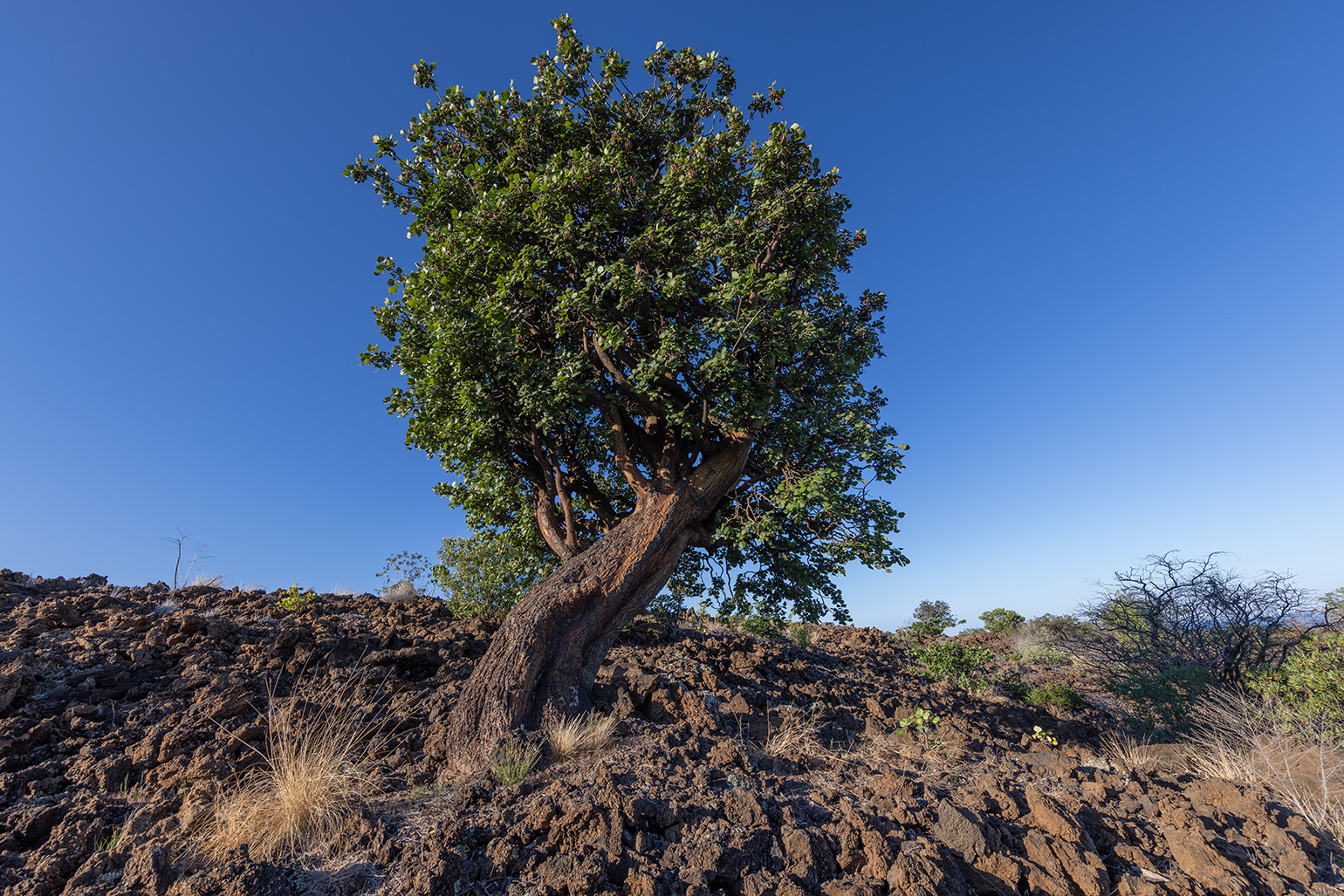 Pay It Forward: Hawaii's Malama Campaign Encourages Visitors to Give ...