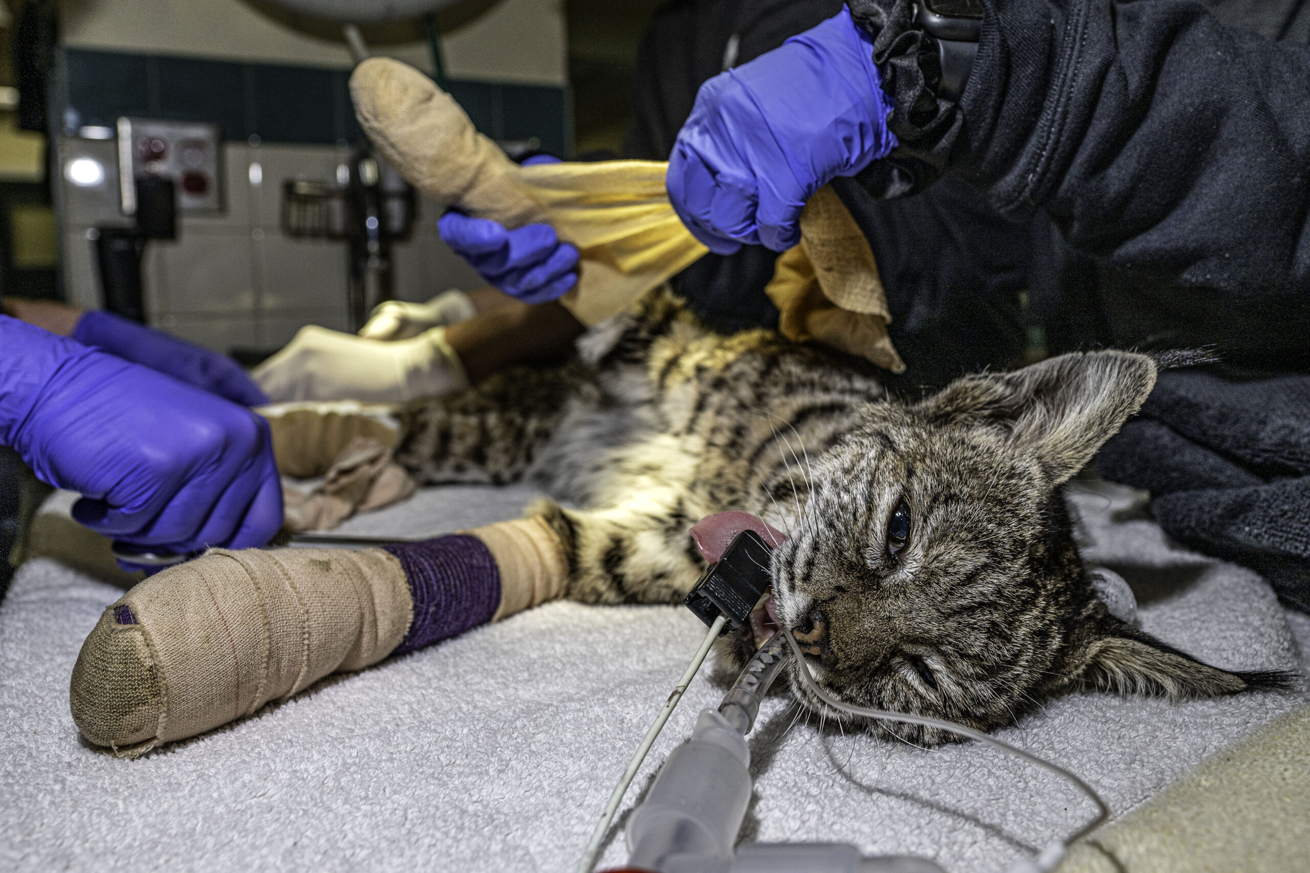 Pasadena Humane Rescued Hundreds of Wildfire-Displaced Animals — Here's ...